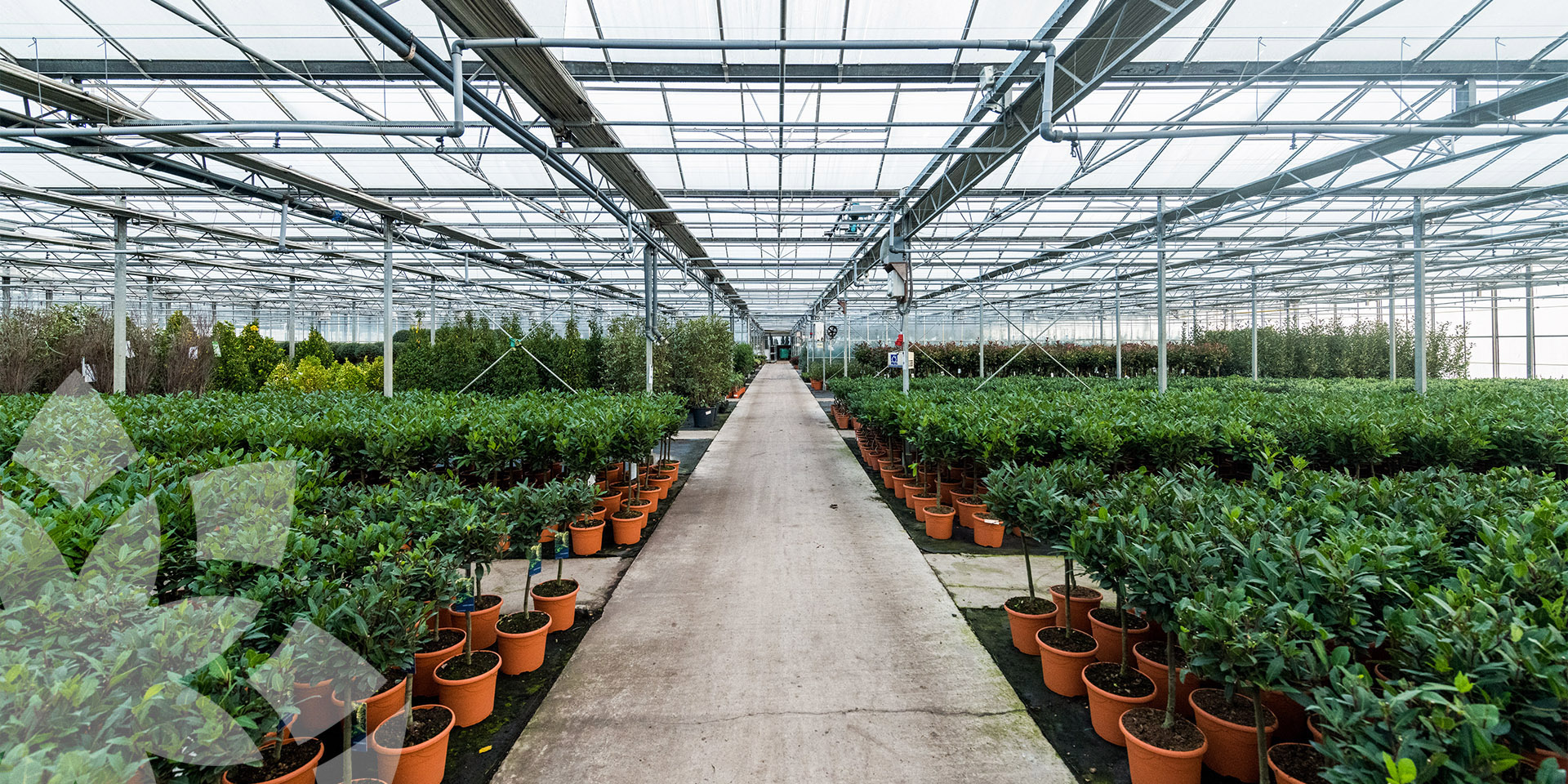 header9 – Impulse Plants