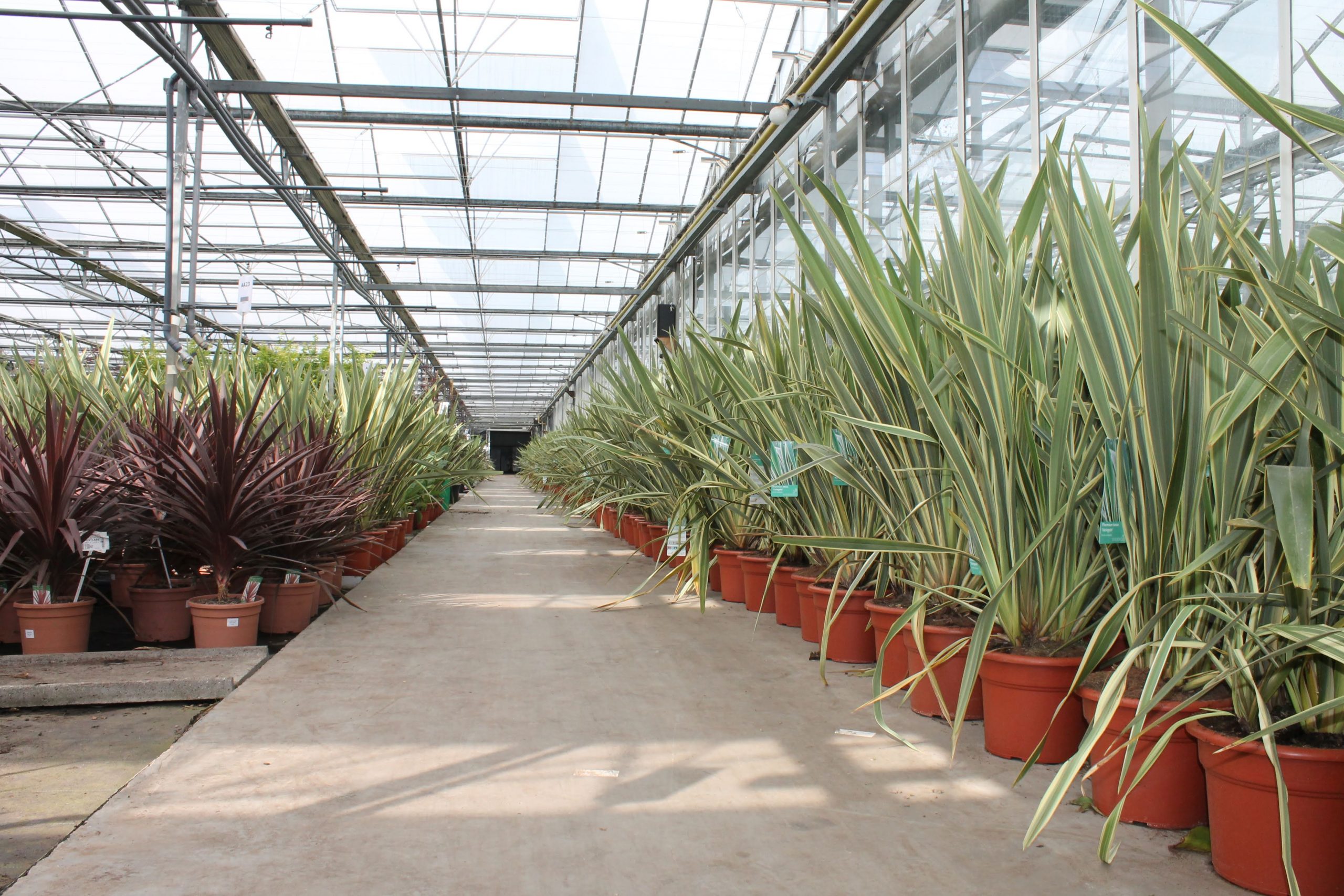 week 48 – Impulse Plants